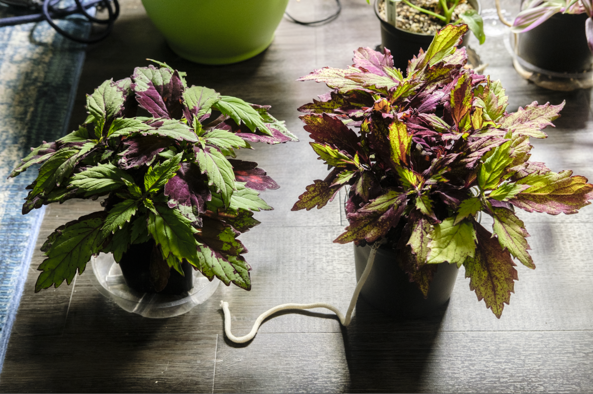 File:Lumen-plant-compare.png - LEIGH&CO